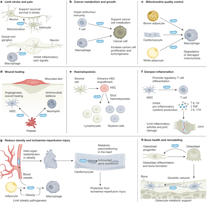 The power and potential of mitochondria transfer | borch.dev