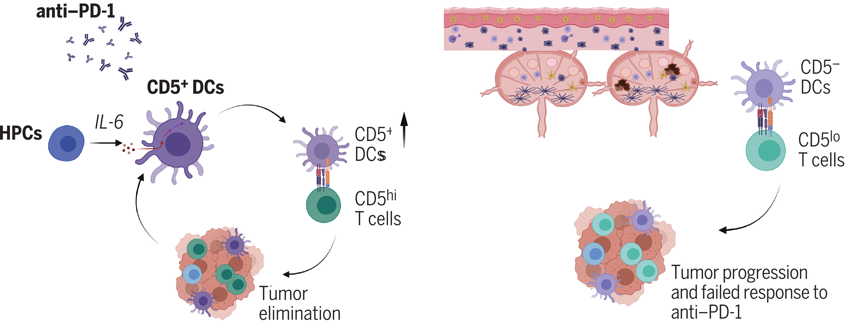 CD5 expression by dendritic cells directs T cell immunity and sustains immunotherapy responses ...